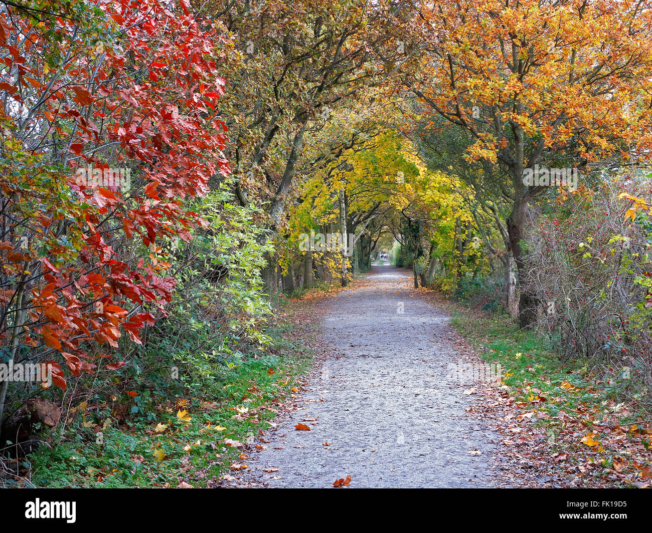 Wirral Way in Autumn looking east towards Hadlow Road Willaston ...