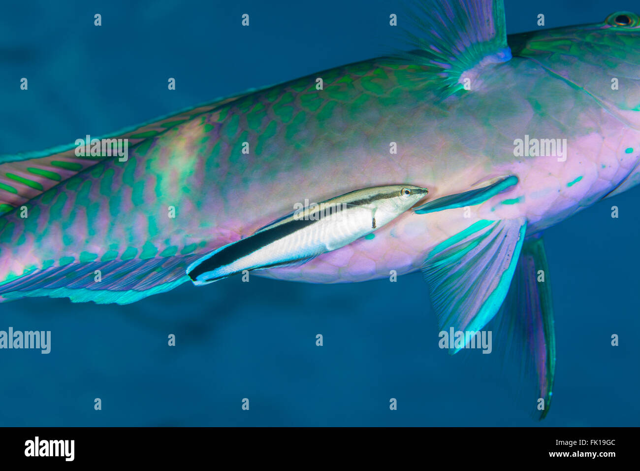 Bluebarred parrotfish scarus ghobban hi-res stock photography and ...