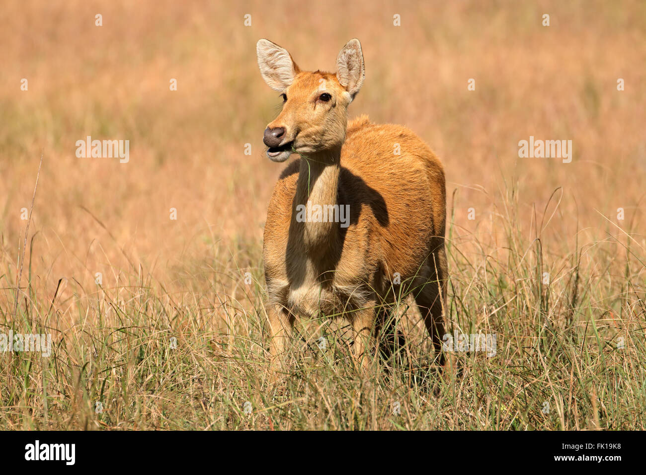 Barasingha Deer