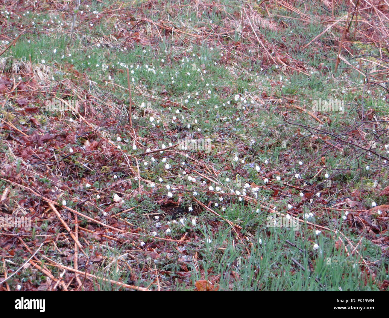 Snowdrops in Spring Stock Photo - Alamy