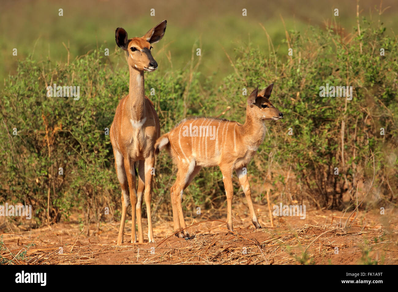 Nyala Antelopes Tragelaphus Angasii In Natural Habitat Kruger