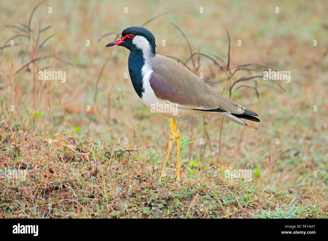 A red-wattled lapwing (Vanellus indicus), Kanha National Park, India ...