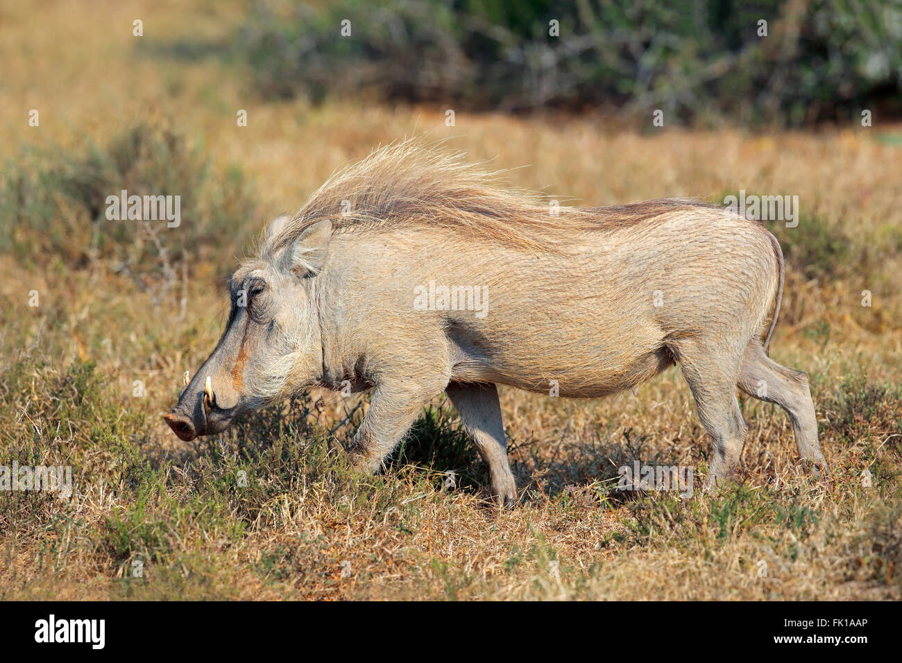 Warthog (Phacochoerus africanus) in natural habitat, South Africa Stock ...