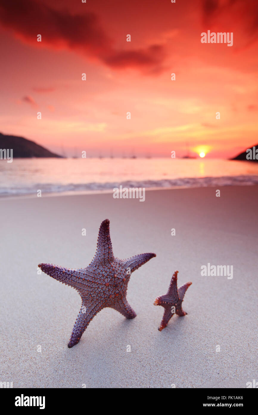 Starfish on the beach and beautiful sunset over the sea background ...