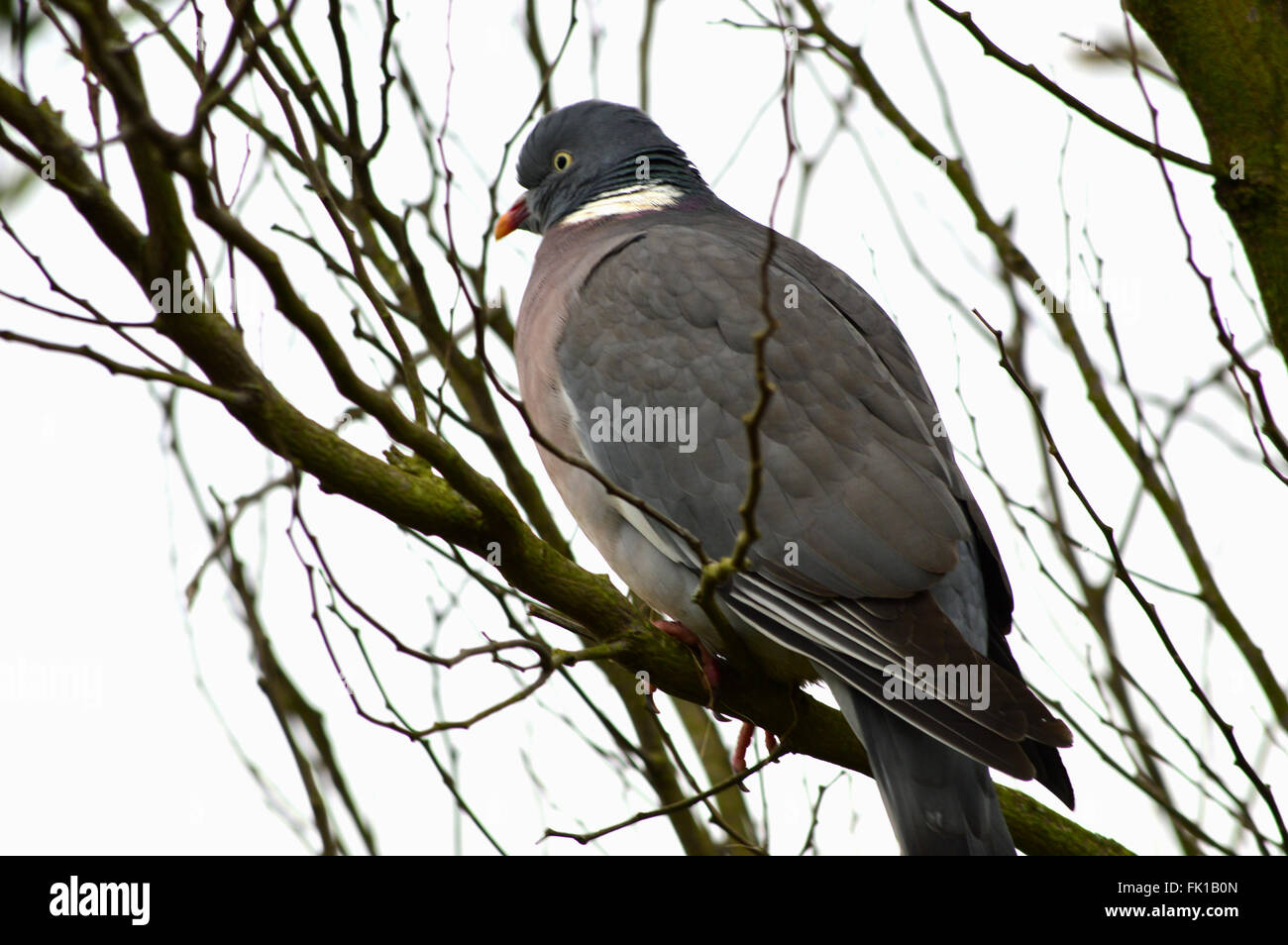 Woodpigeon at rest in tree Stock Photo - Alamy