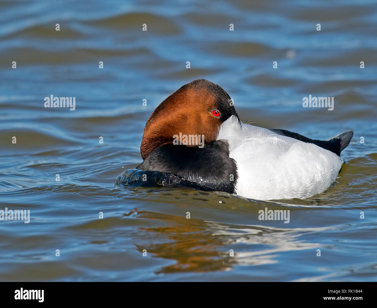 Canvasback duck hi-res stock photography and images - Alamy