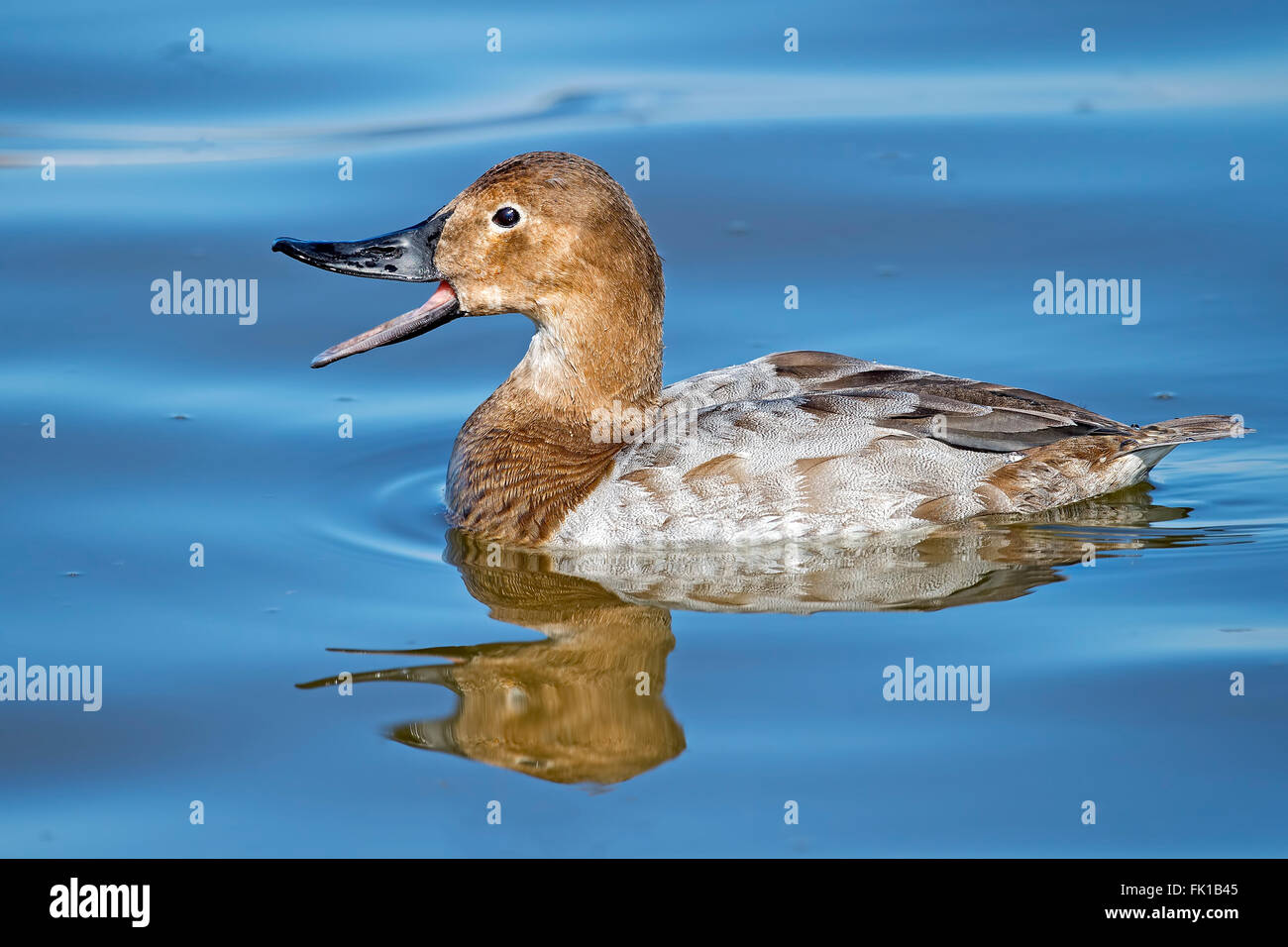 Female Canvasback Duck Stock Photo - Alamy