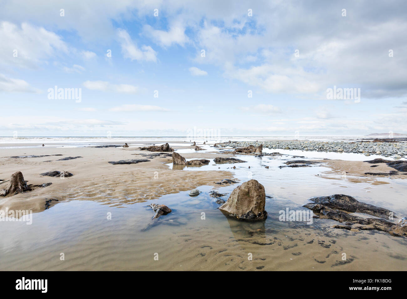 The Submerged Forest at Borth, Ceredigion. The forest gave rise to the ...