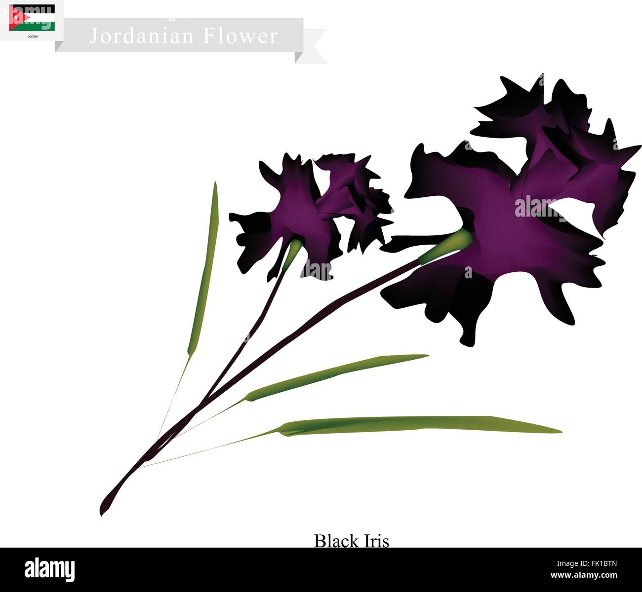Georgia Flower, Illustration of Black Iris Flowers. One of The Most ...