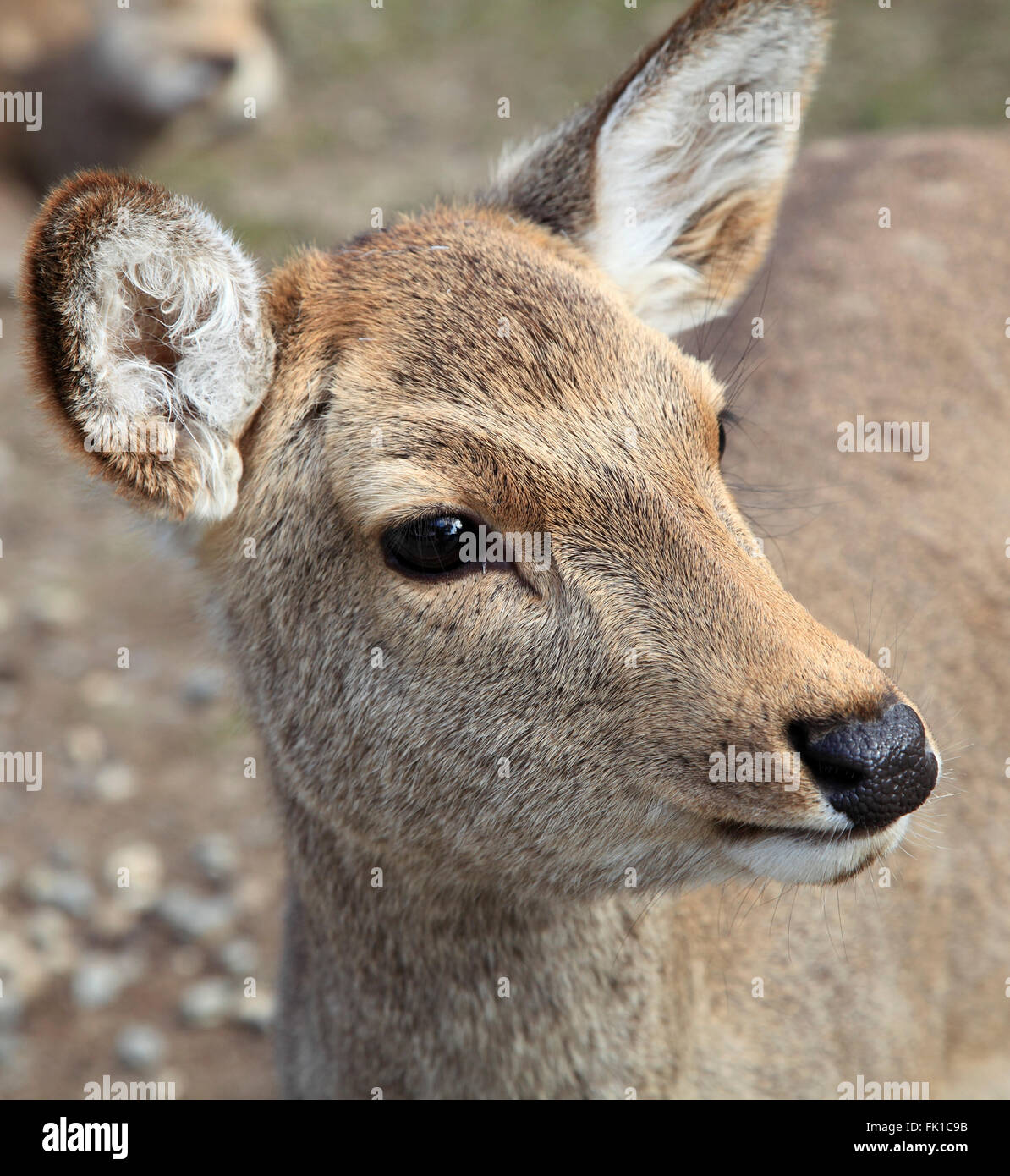 Japan, Nara, deer Stock Photo - Alamy