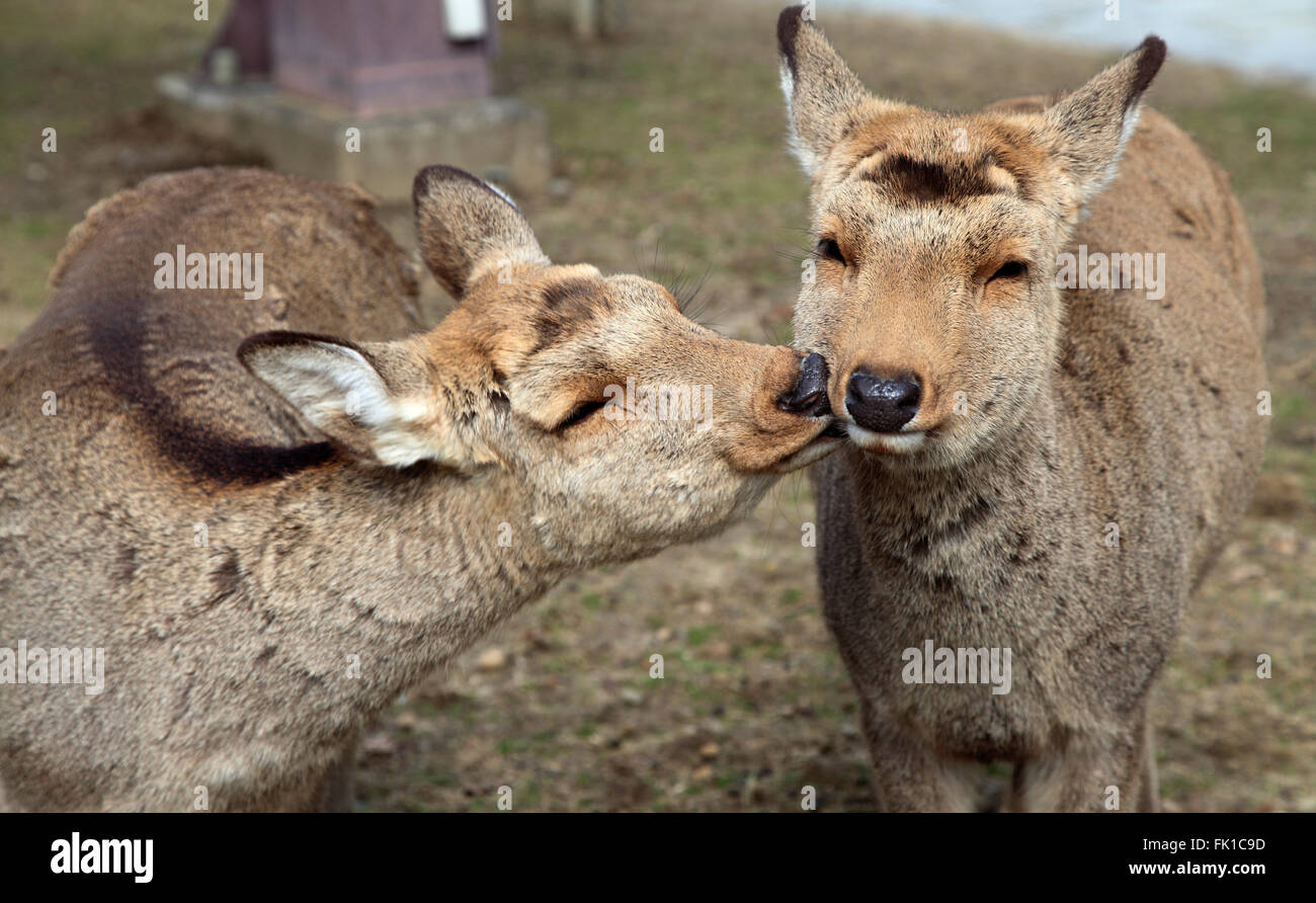 Nara deer hi-res stock photography and images - Alamy