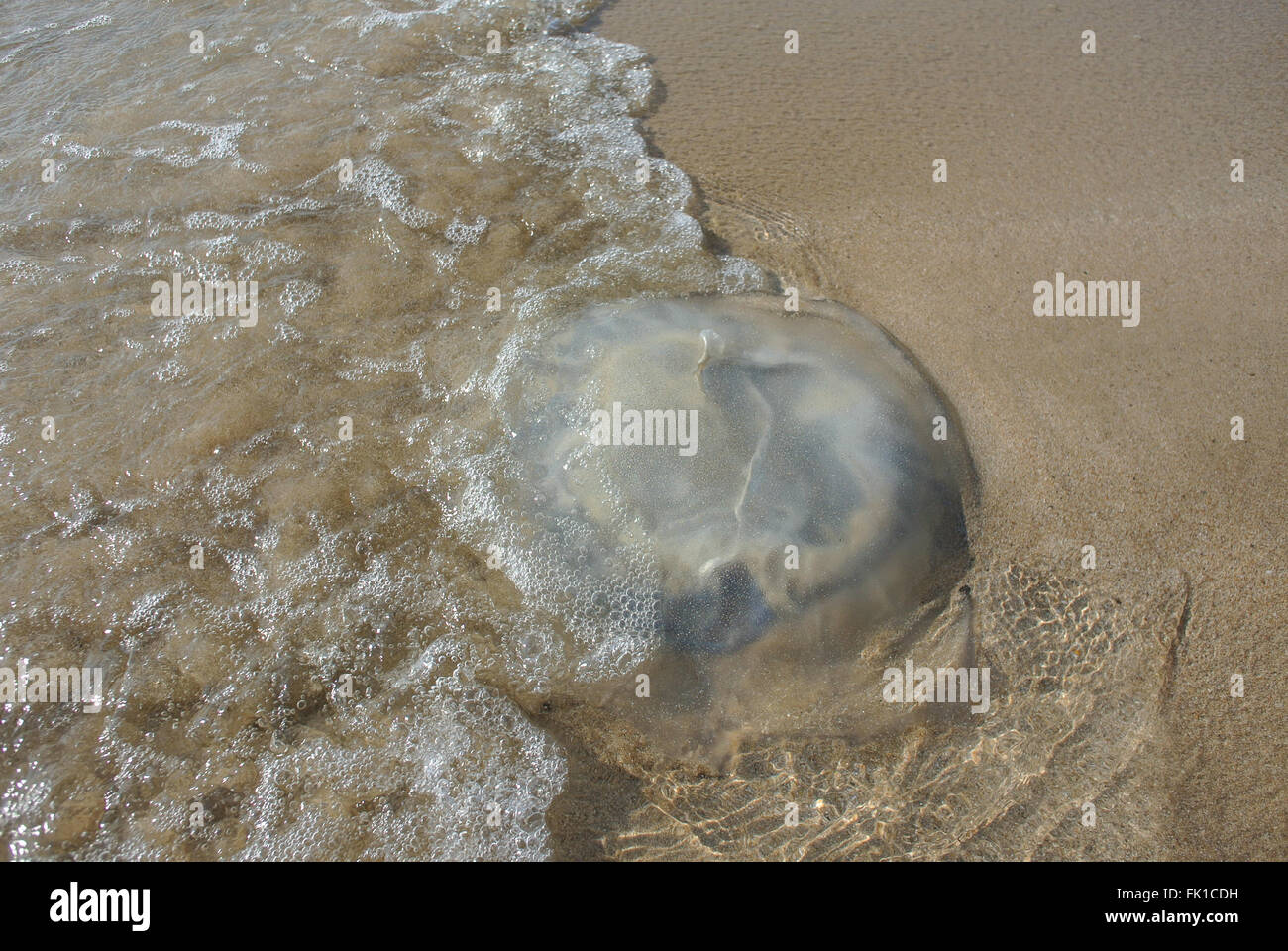 Jelly fish Thailand Stock Photo - Alamy