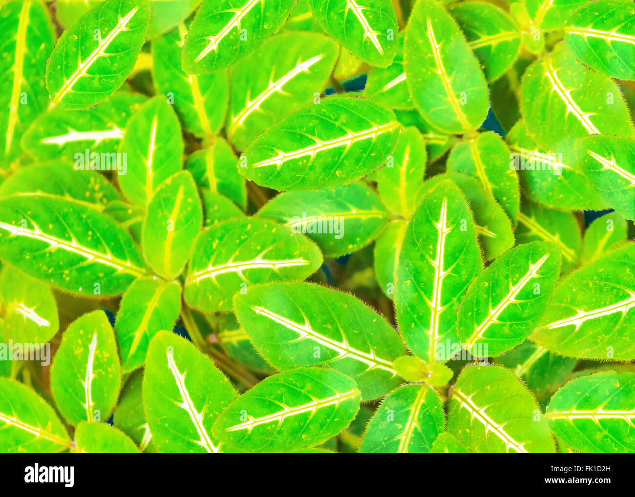 Irregular pattern of leaves in saturated green colors photo Stock Photo ...