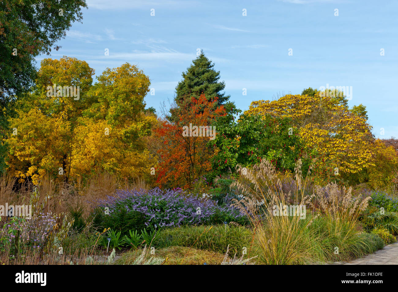 Brilliant autumn colours in the Sir Harold Hillier Gardens, Romsey ...