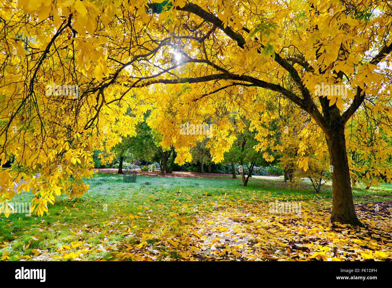 Brilliant autumn colours in the Sir Harold Hillier Gardens, Romsey ...