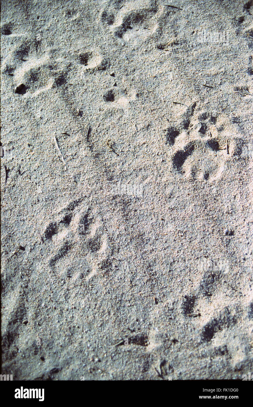 Multiple paw prints hi-res stock photography and images - Alamy
