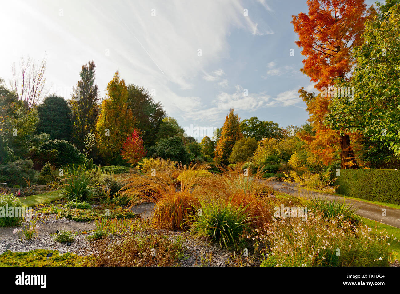Brilliant autumn colours in the Sir Harold Hillier Gardens, Romsey ...