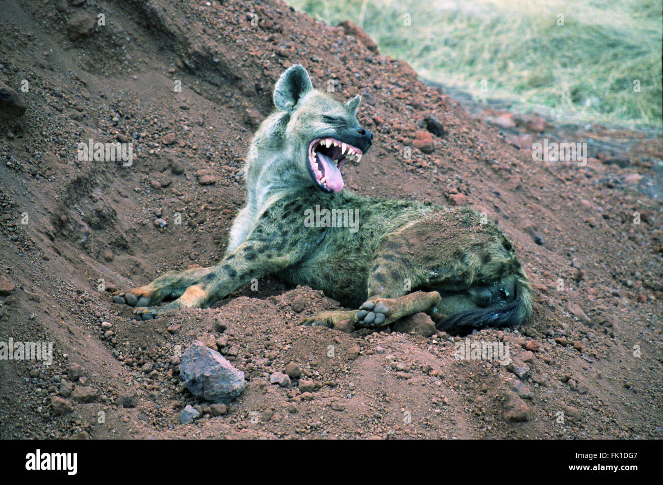 Spotted hyena yawning hi-res stock photography and images - Alamy