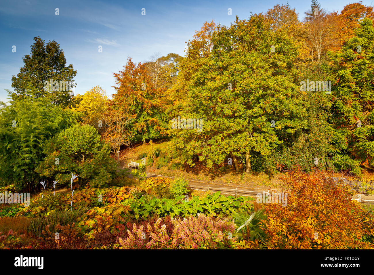 Brilliant autumn colours in the Sir Harold Hillier Gardens, Romsey ...