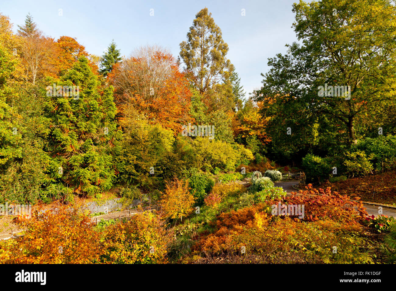 Brilliant autumn colours in the Sir Harold Hillier Gardens, Romsey ...