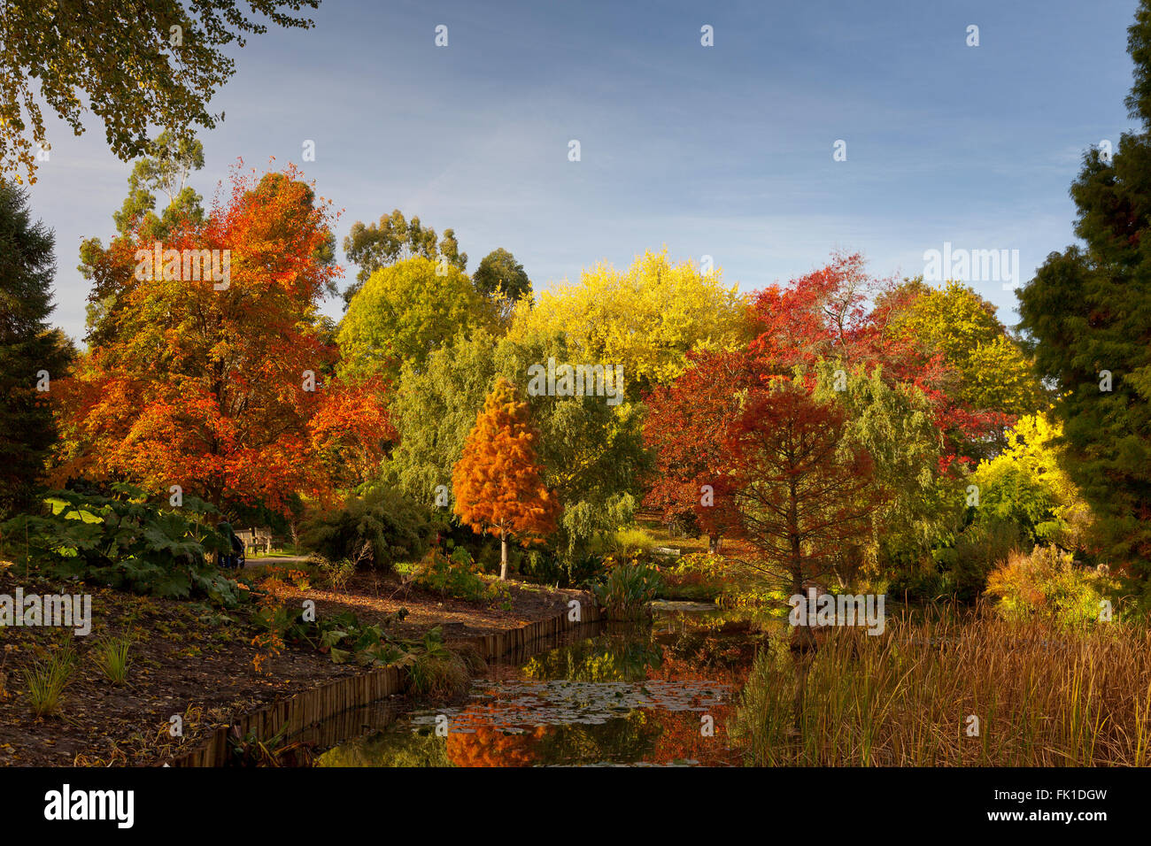 Brilliant autumn colours in the Sir Harold Hillier Gardens, Romsey ...