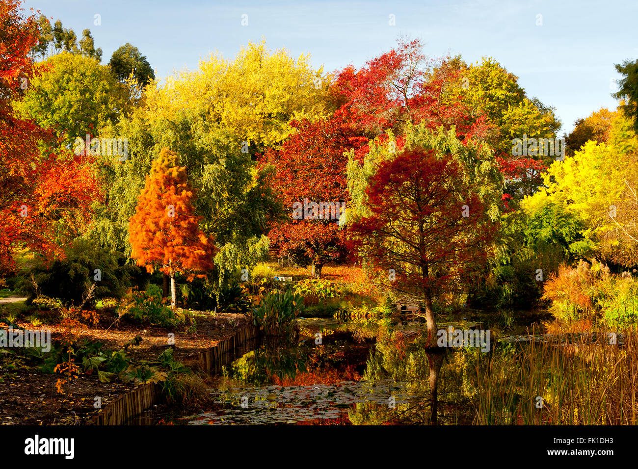 Brilliant autumn colours in the Sir Harold Hillier Gardens, Romsey ...