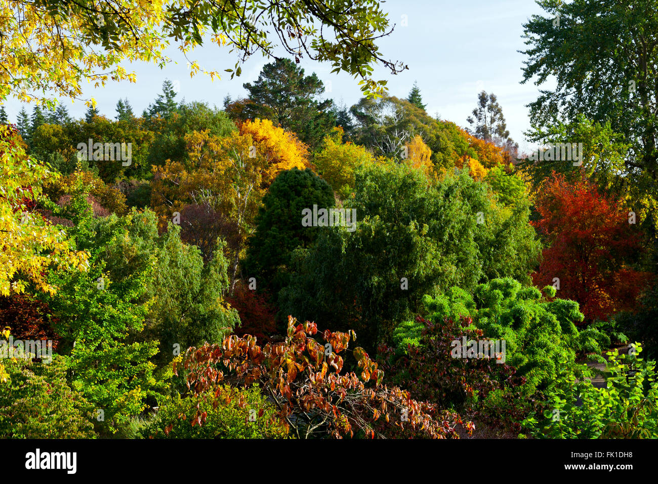Brilliant autumn colours in the Sir Harold Hillier Gardens, Romsey ...