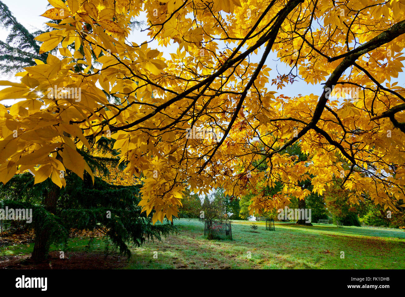 Hickory tree hi-res stock photography and images - Alamy