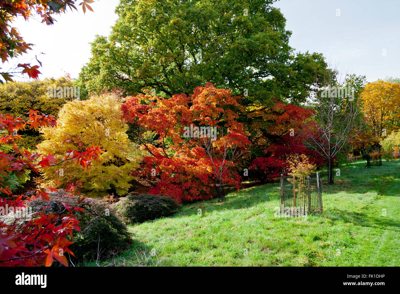 Brilliant autumn colours of Acer palmatum trees in the Sir Harold ...