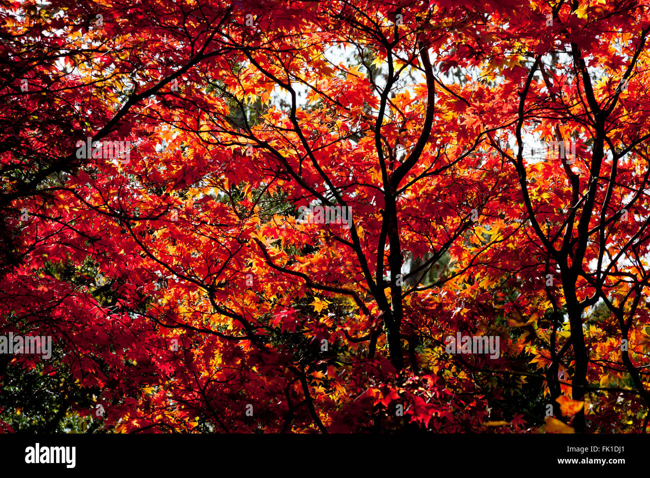 Brilliant autumn colours of Acer palmatum trees in the Sir Harold ...