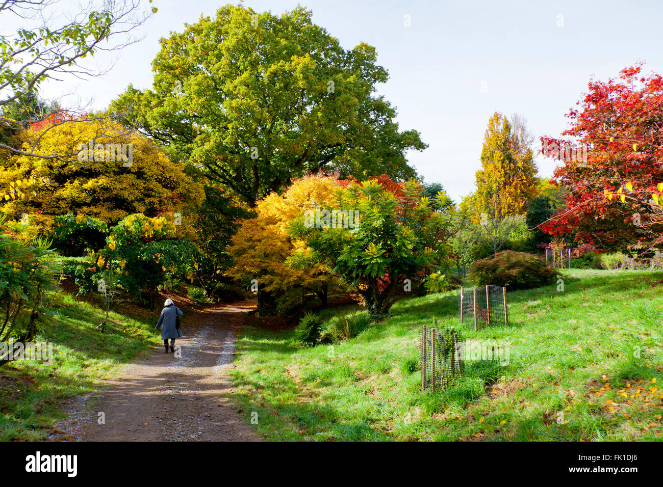 Brilliant autumn colours in the Sir Harold Hillier Gardens, Romsey ...