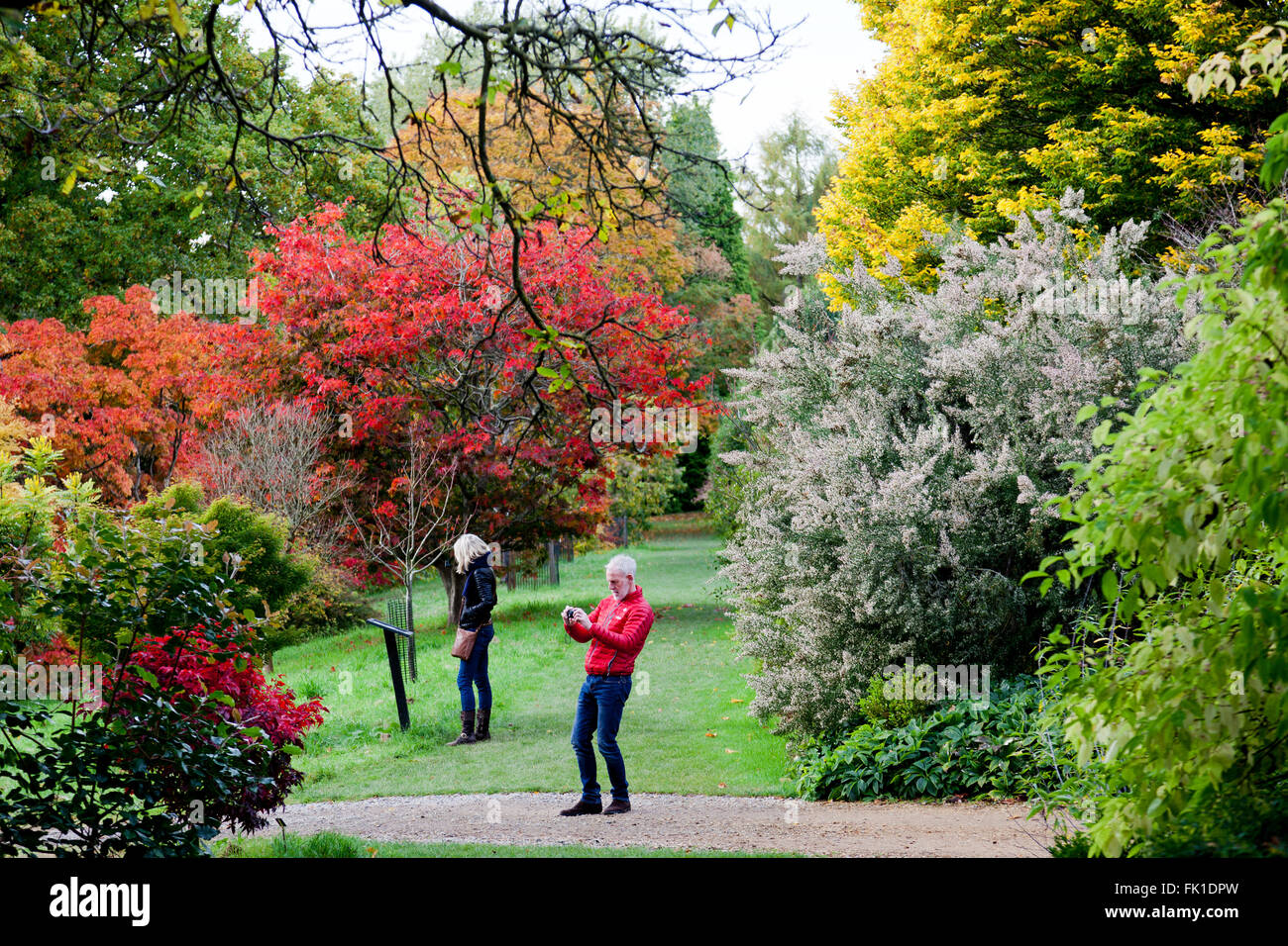Acer trees hi-res stock photography and images - Alamy