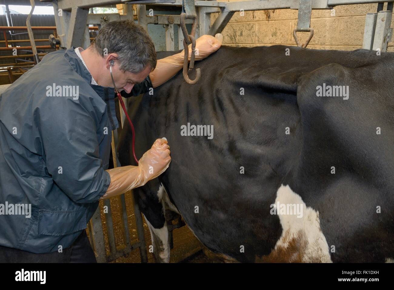 Cattle crush hi-res stock photography and images - Alamy