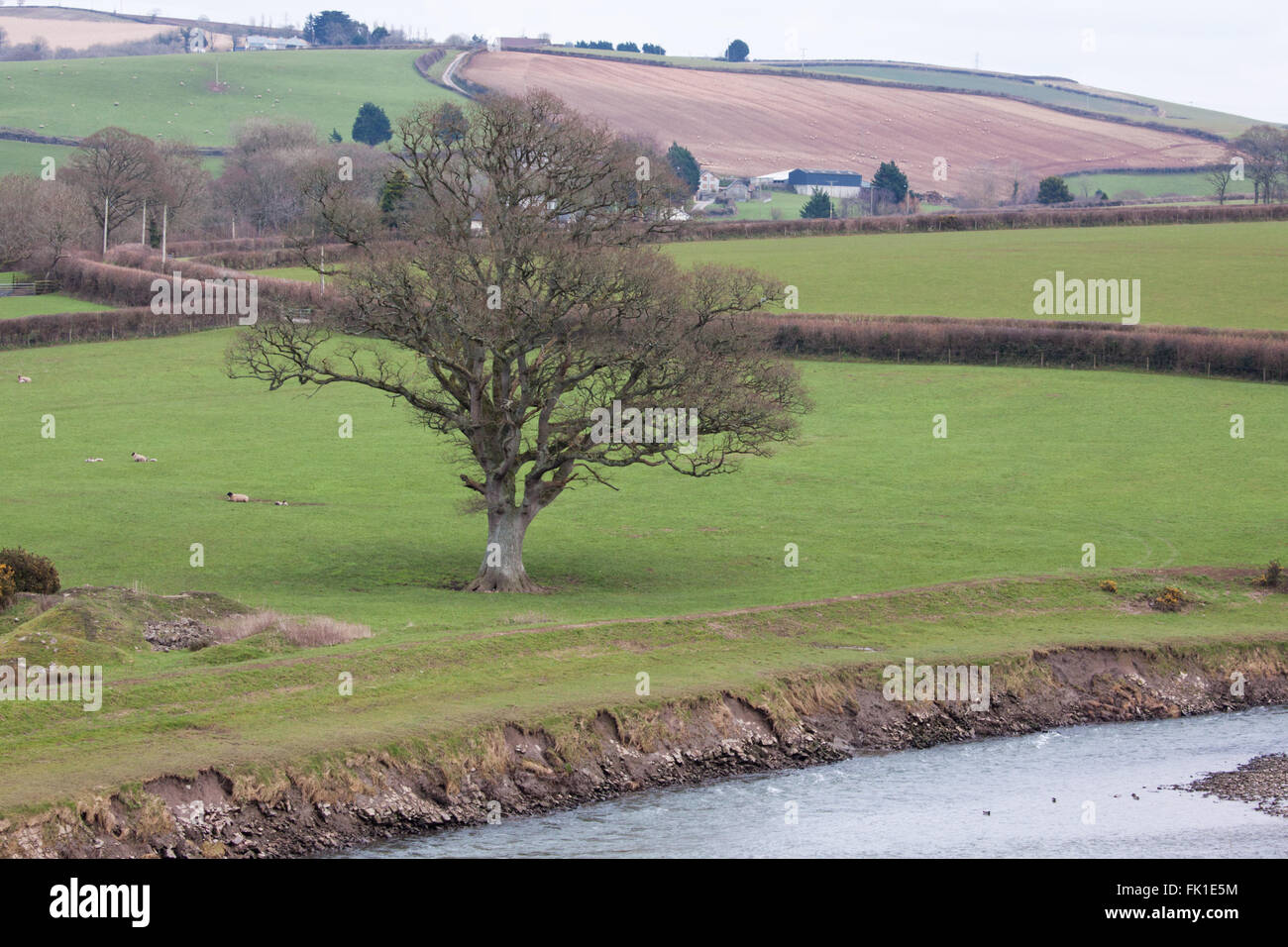 Lone Common Oak tree, also known as English Oak ( Quercus robur ) in ...