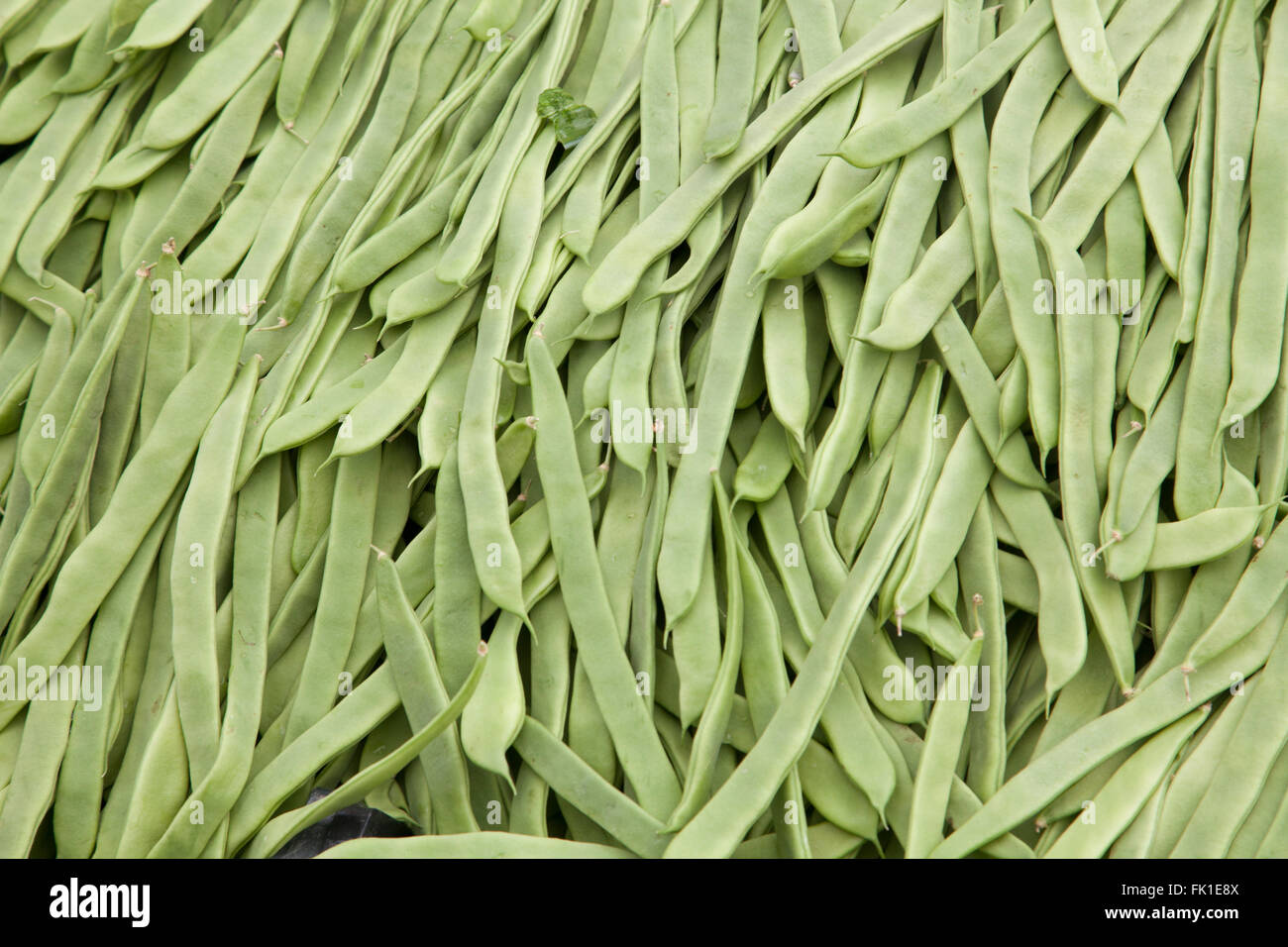 European bean hi-res stock photography and images - Alamy