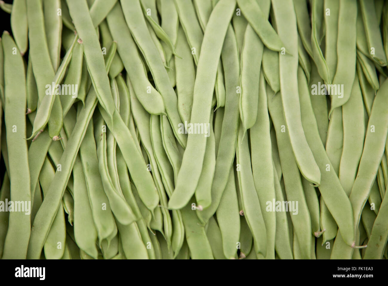 European bean hi-res stock photography and images - Alamy