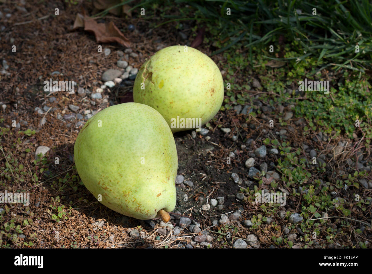Two ripe, green pears laying on the ground Stock Photo - Alamy