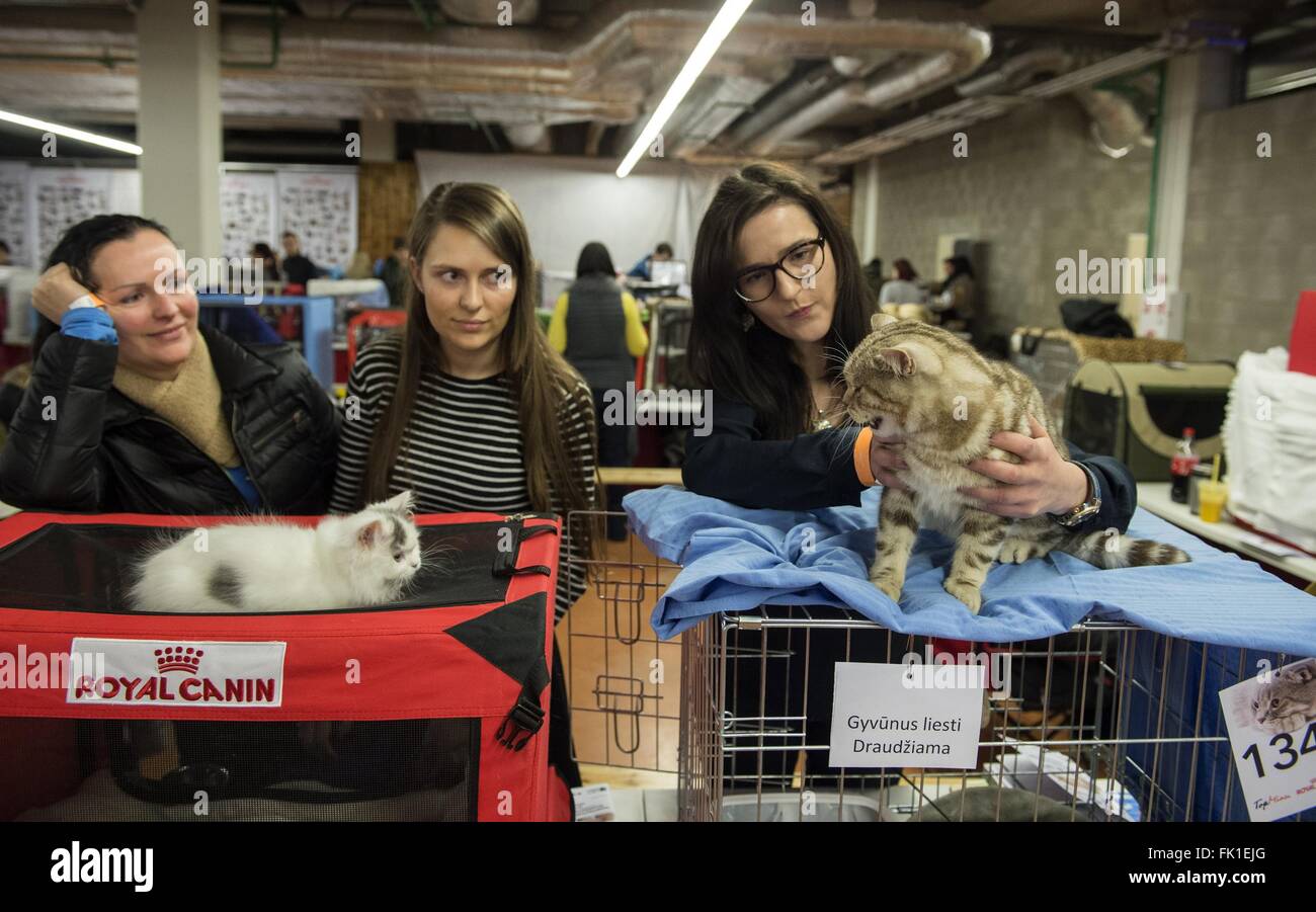 Vilnius, Lithuania. 5th Mar, 2016. Cats are seen on the international ...