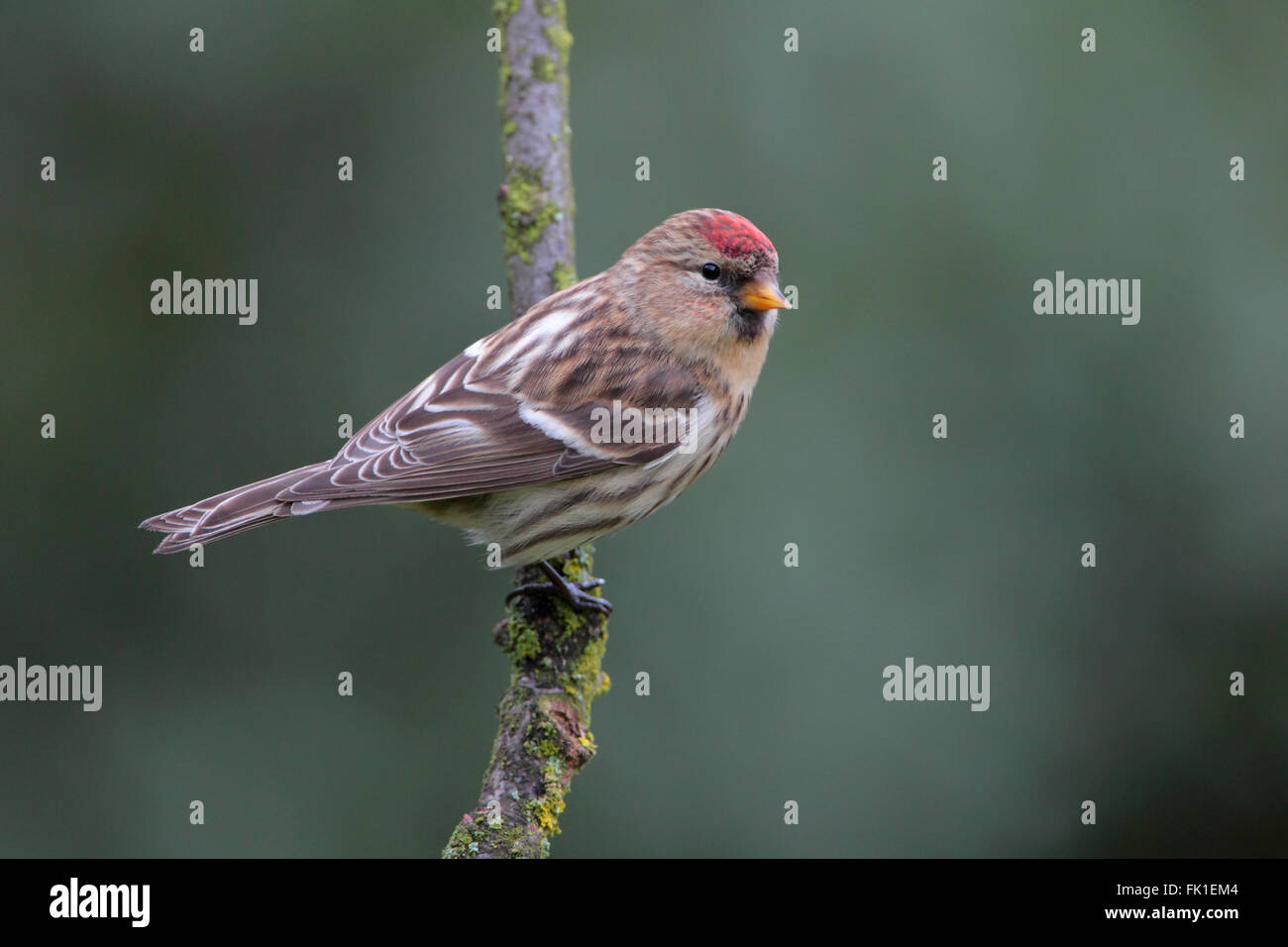 Lesser Redpoll Acanthis cabaret Stock Photo - Alamy