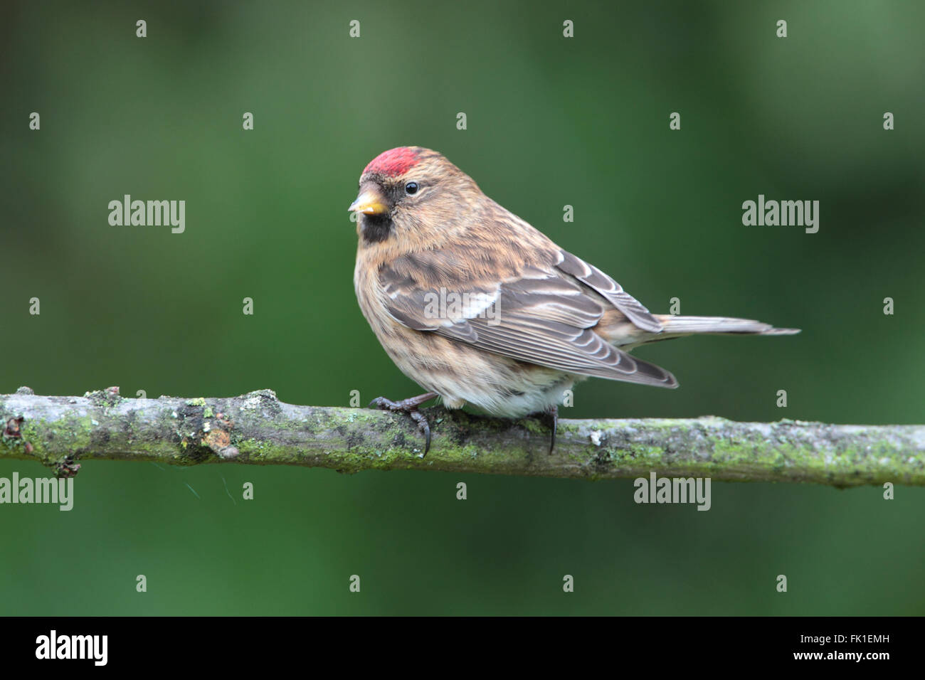 Lesser Redpoll Acanthis cabaret Stock Photo - Alamy