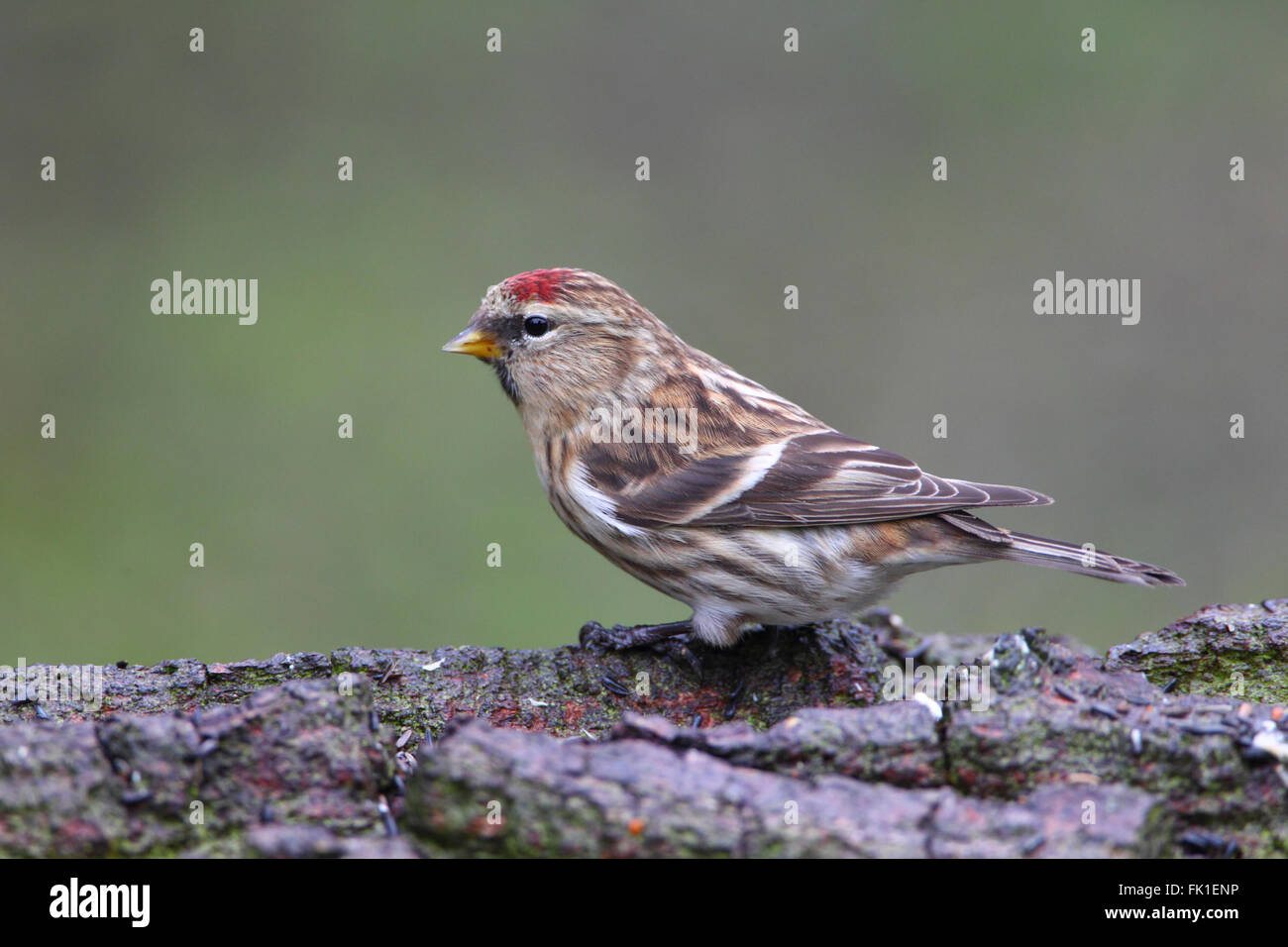 Acanthis flammea cabaret hi-res stock photography and images - Alamy