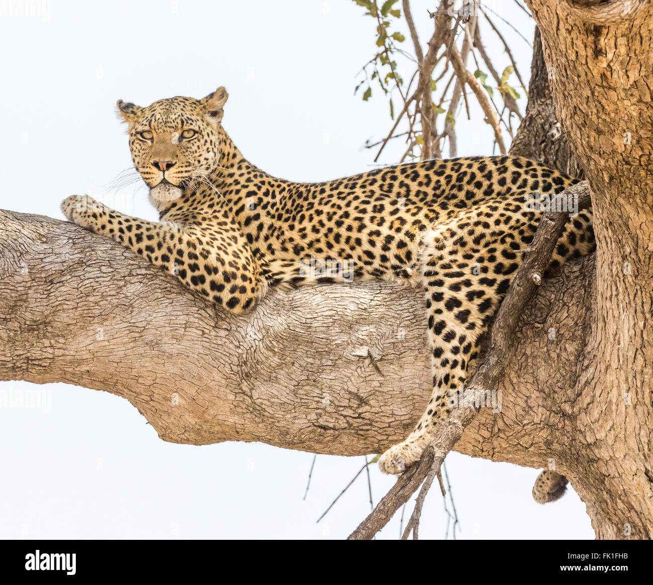 Single adult Leopard (Panthera pardus) at rest, resting lying on a tree ...