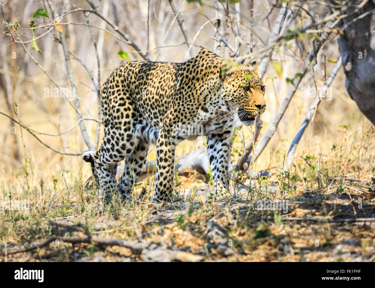 Leopard prowling okavango delta hi-res stock photography and images - Alamy