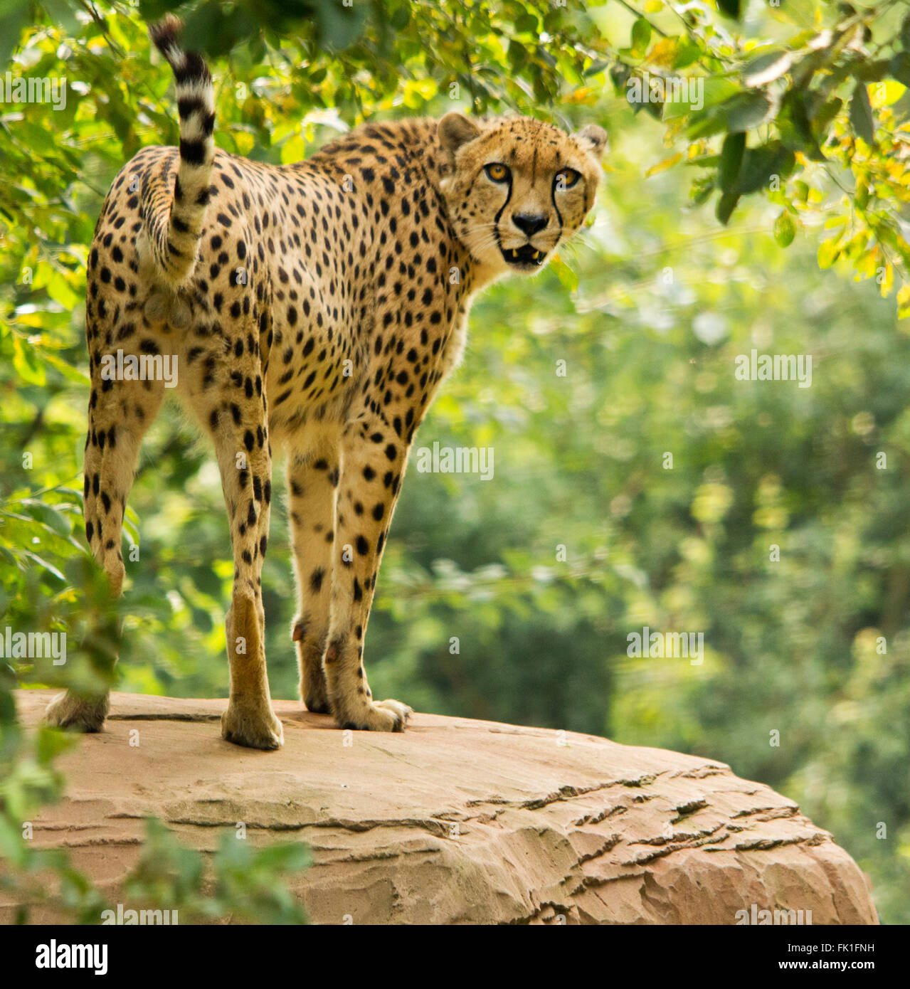 Cheater hi-res stock photography and images - Alamy