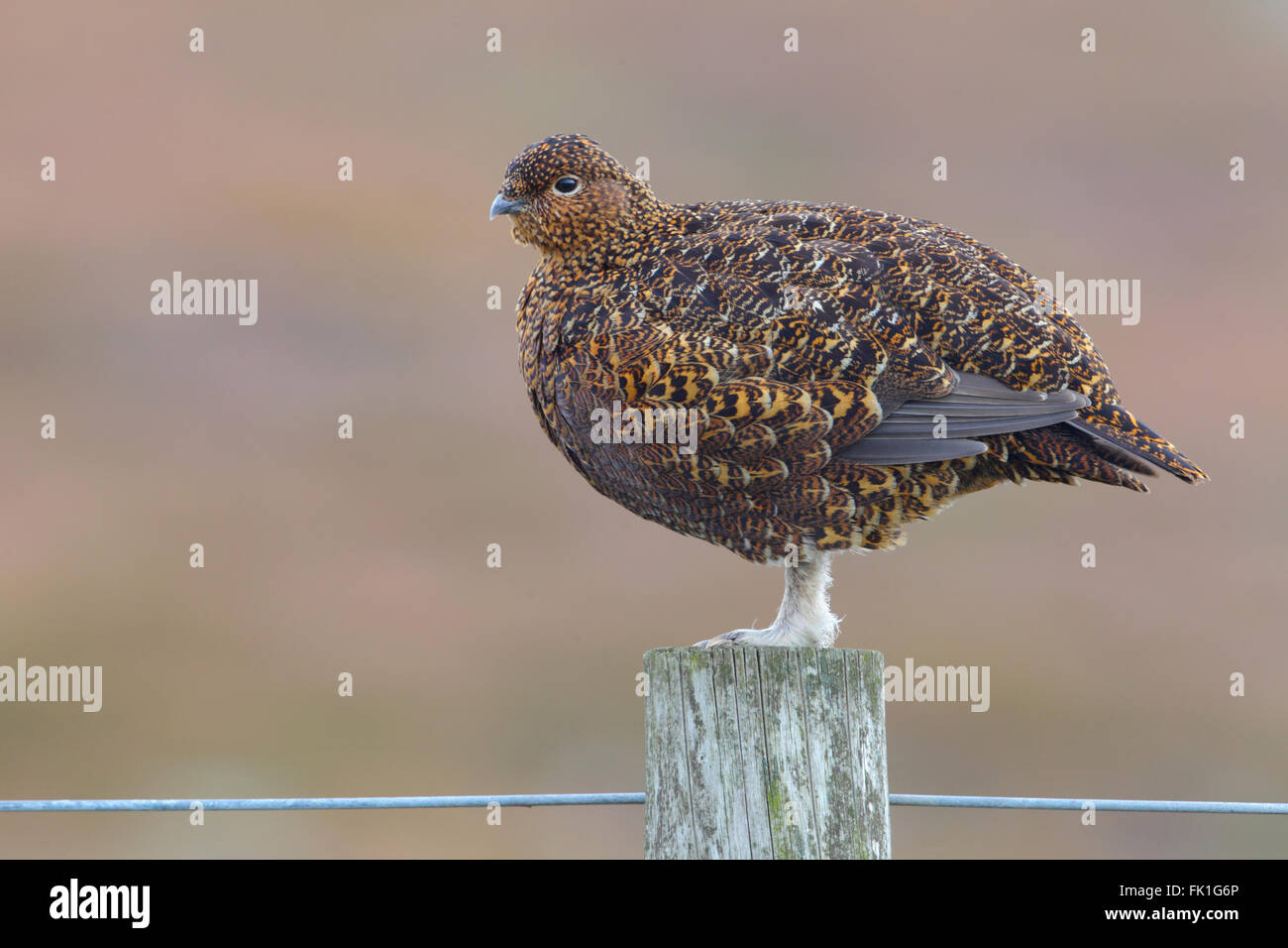 Grouse shoot silhouette hi-res stock photography and images - Alamy