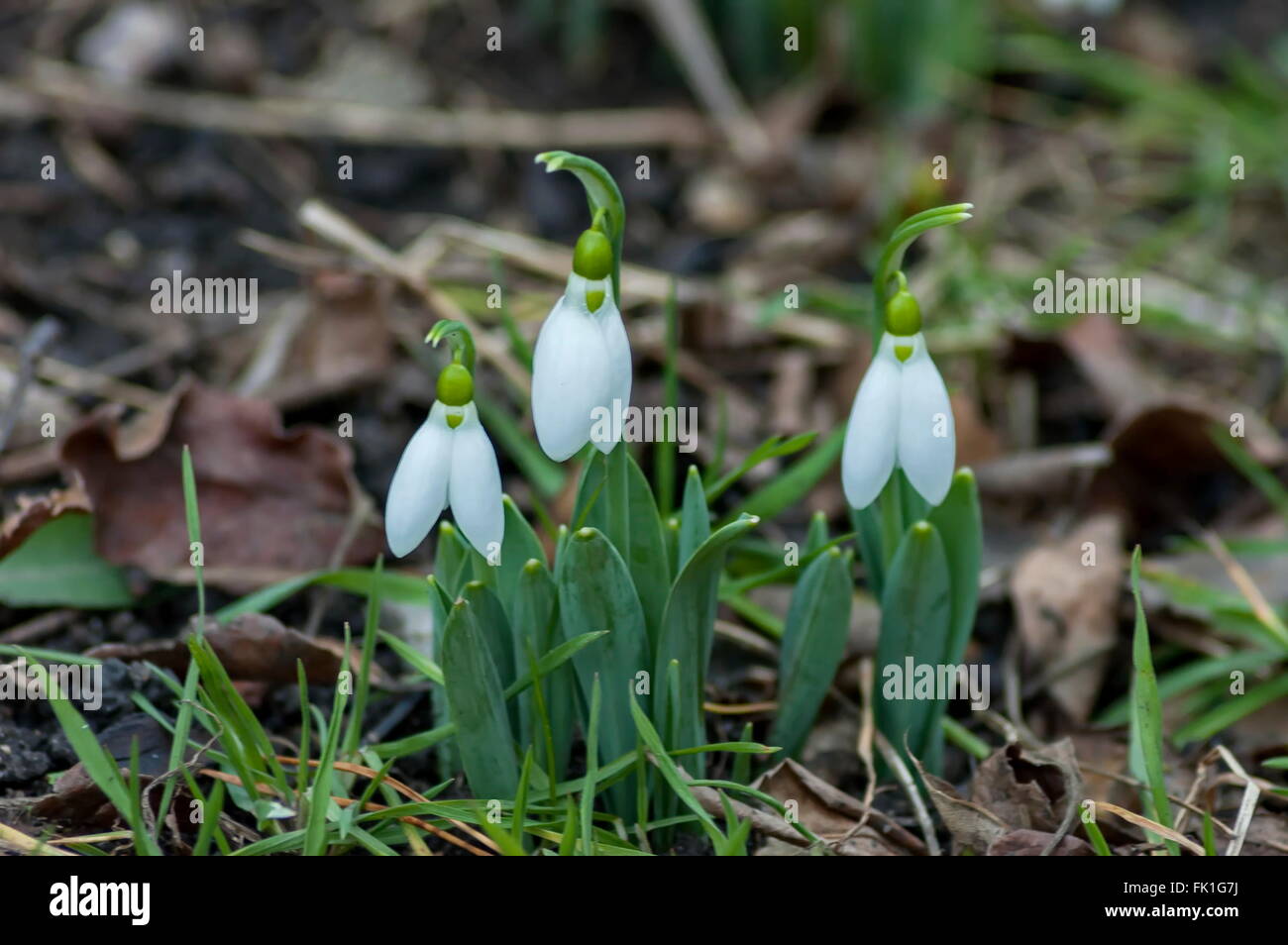 Flowering snowdrop in garden, Sofia Bulgaria Stock Photo - Alamy