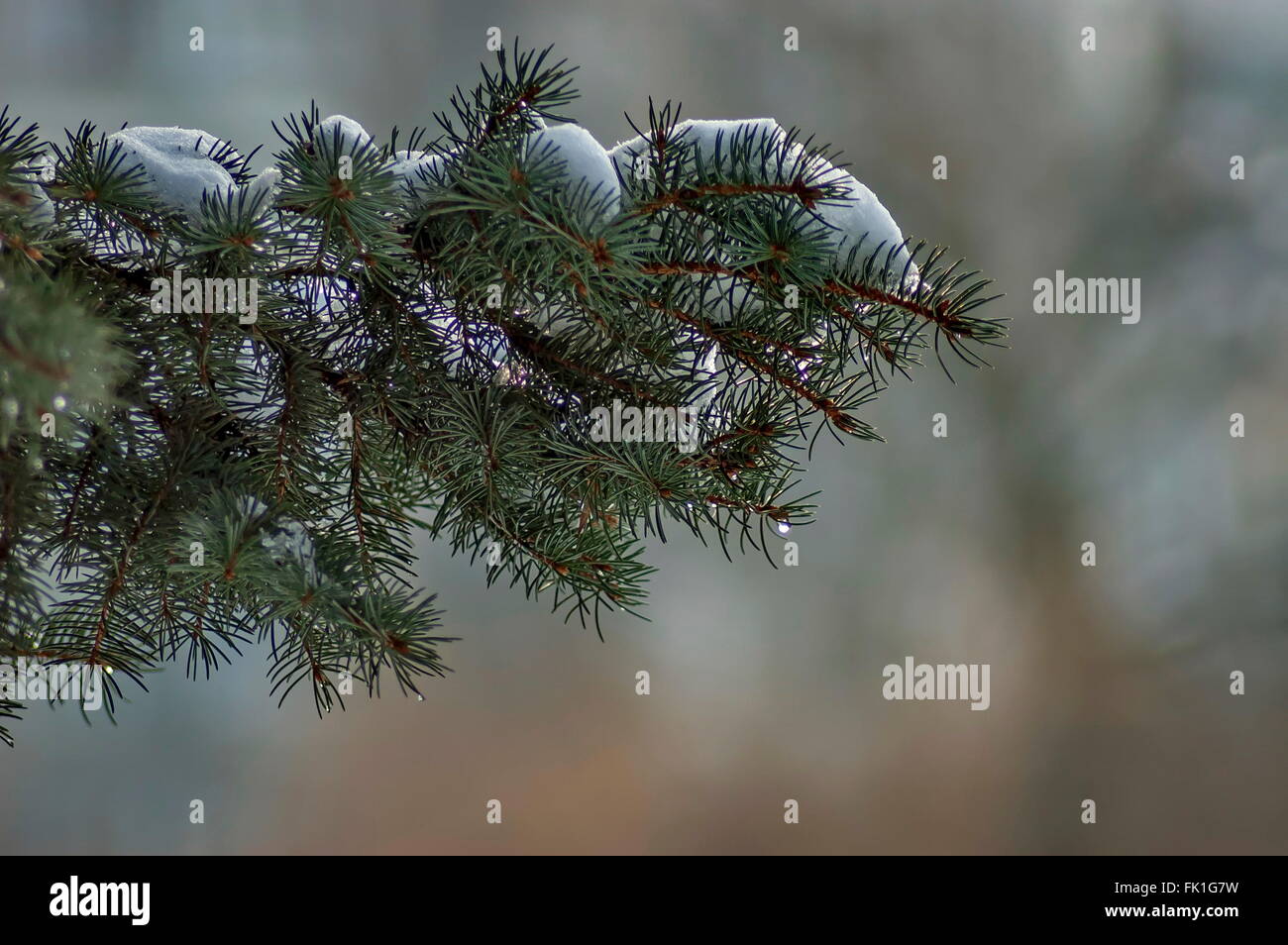 Conifer tree in winter with snow and sunshein Stock Photo - Alamy