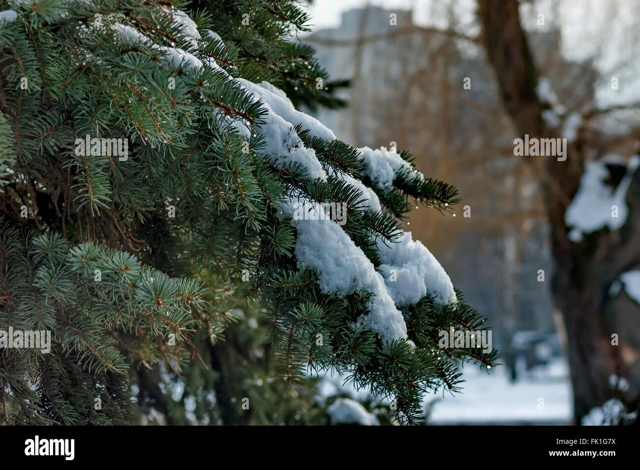 Conifer tree in winter with snow and sunshein Stock Photo - Alamy
