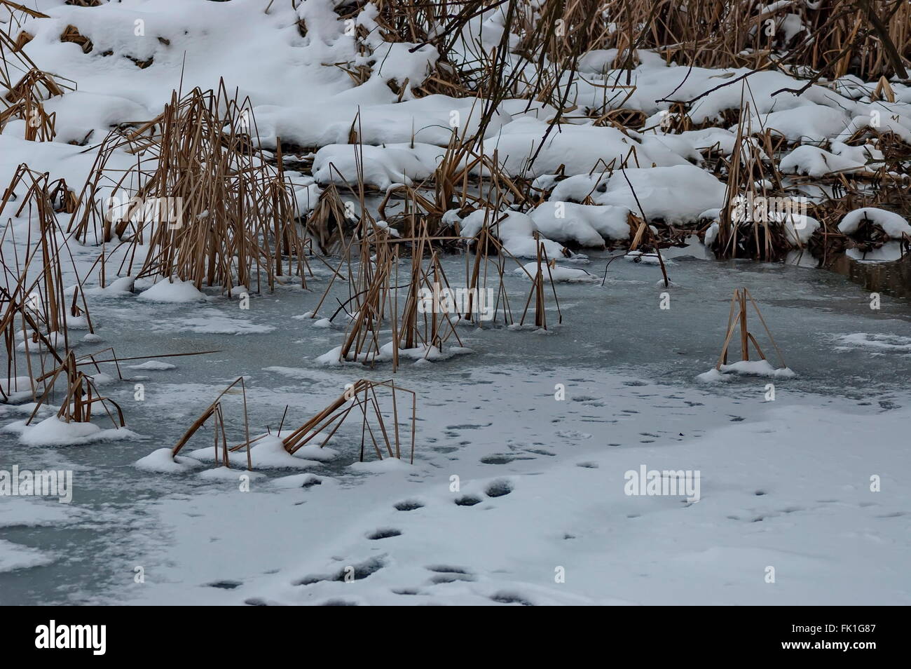 Winter pond hi-res stock photography and images - Alamy