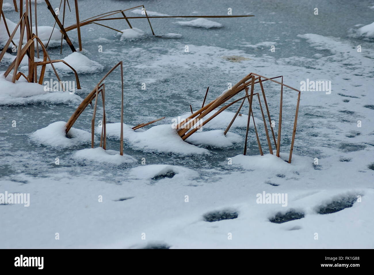 Frozen pond surface in park at winter Stock Photo - Alamy